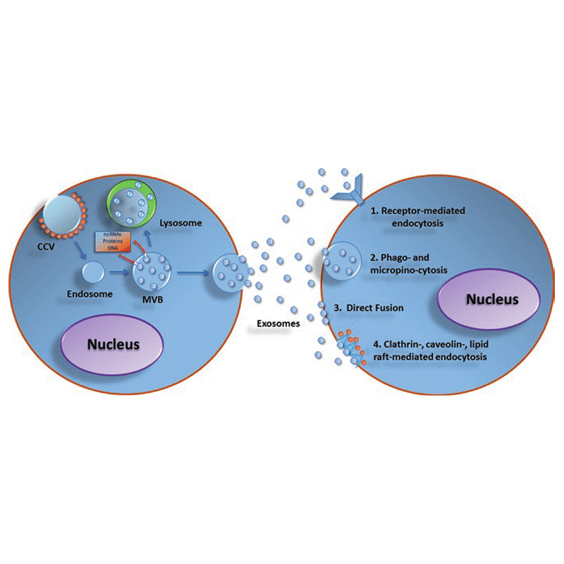 Is exosome treatment better than botox?